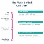 Pregnancy Due Date Calculator | Estimate Your Due Date