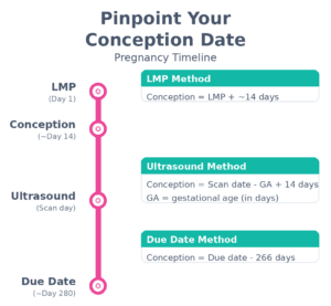 Conception Date Calculator | From LMP, Due Date, Ultrasound